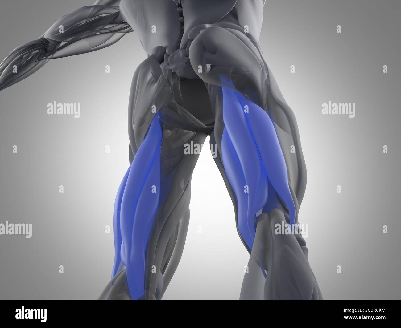 Hamstring muscle group, human anatomy muscle system. 3d illustration ...