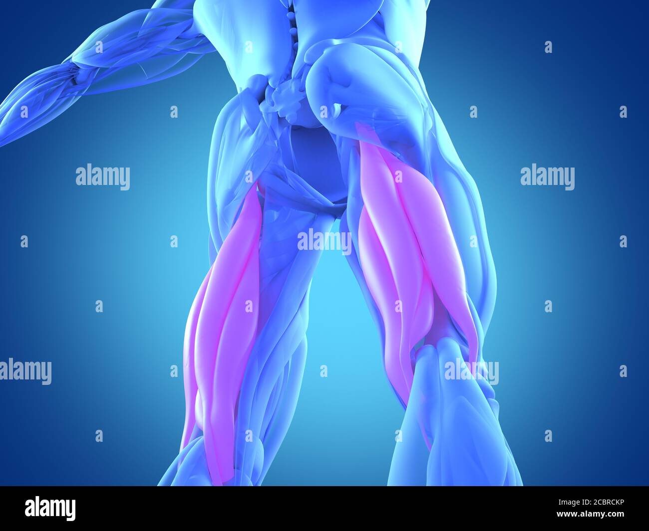 Hamstring muscle group, human anatomy muscle system. 3d illustration ...