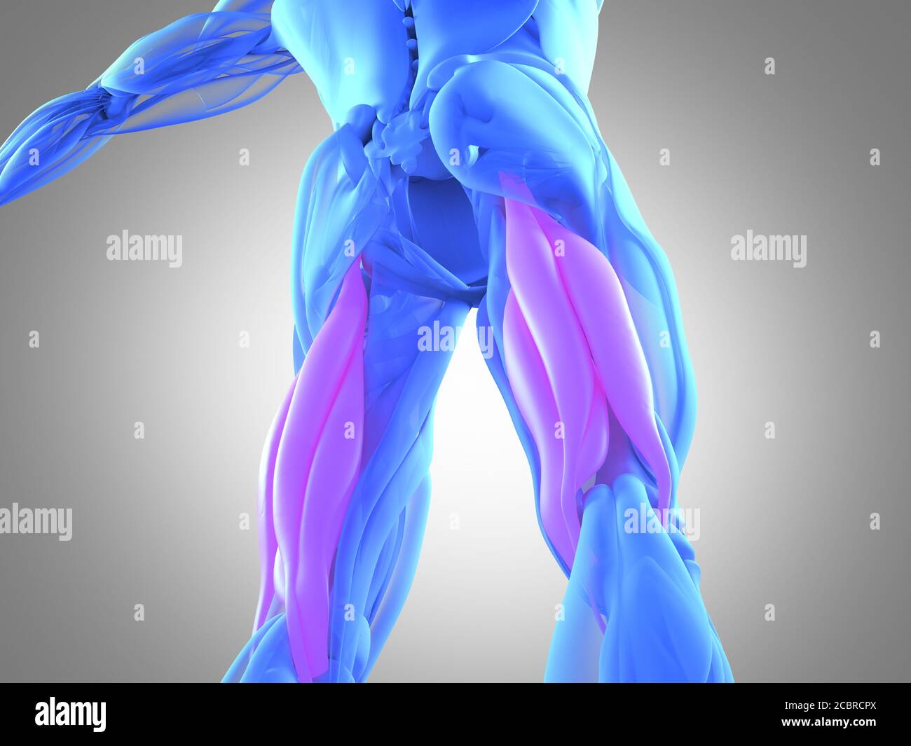 Hamstring muscle group, human anatomy muscle system. 3d illustration ...