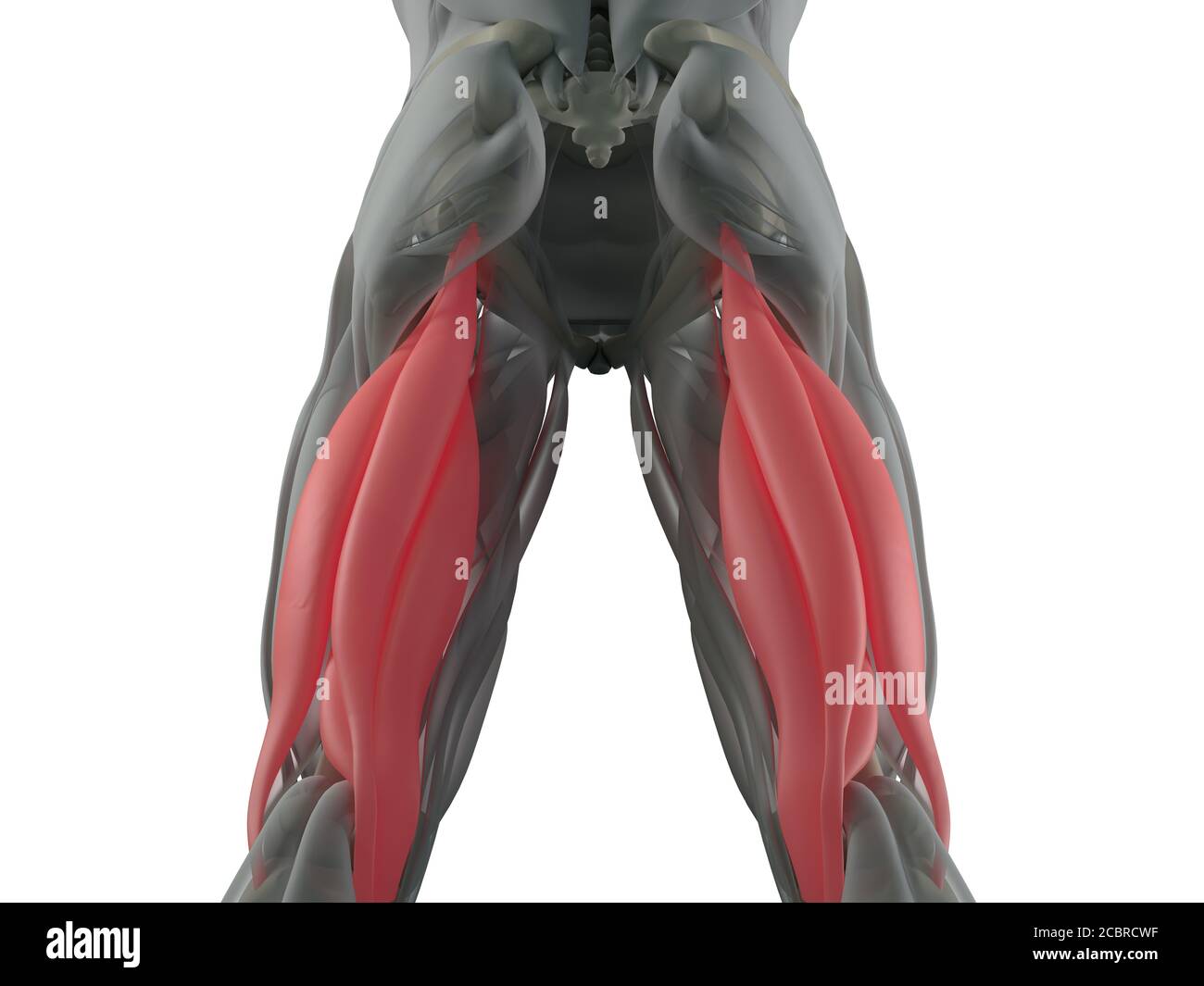 Hamstring muscle group, human anatomy muscle system. 3d illustration ...