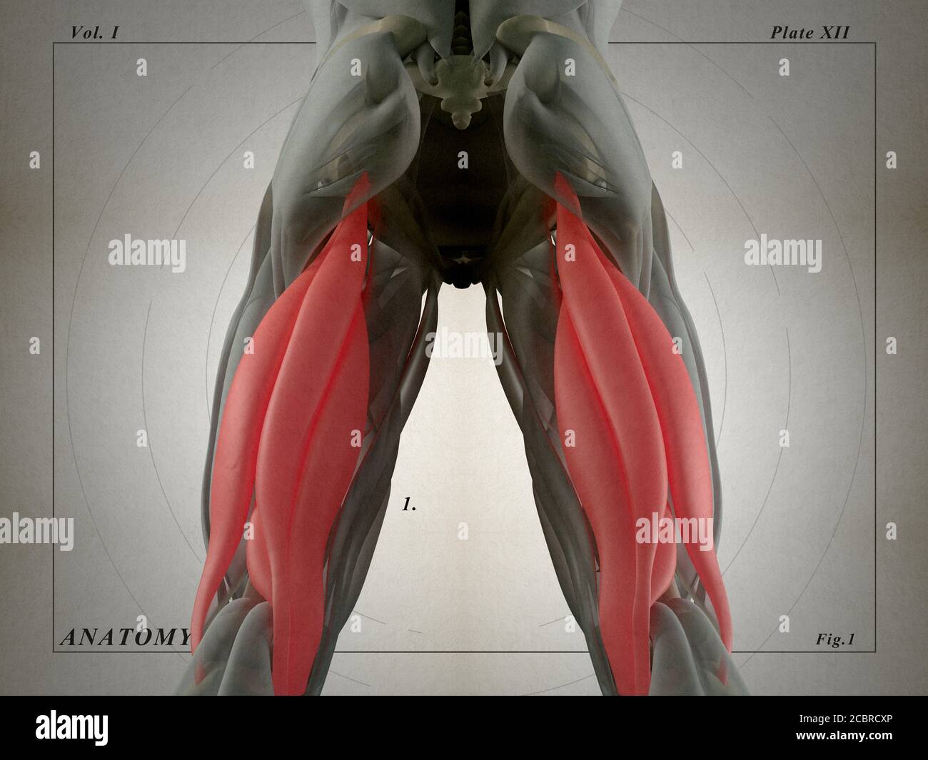 Hamstring muscle group, human anatomy muscle system. 3d illustration ...
