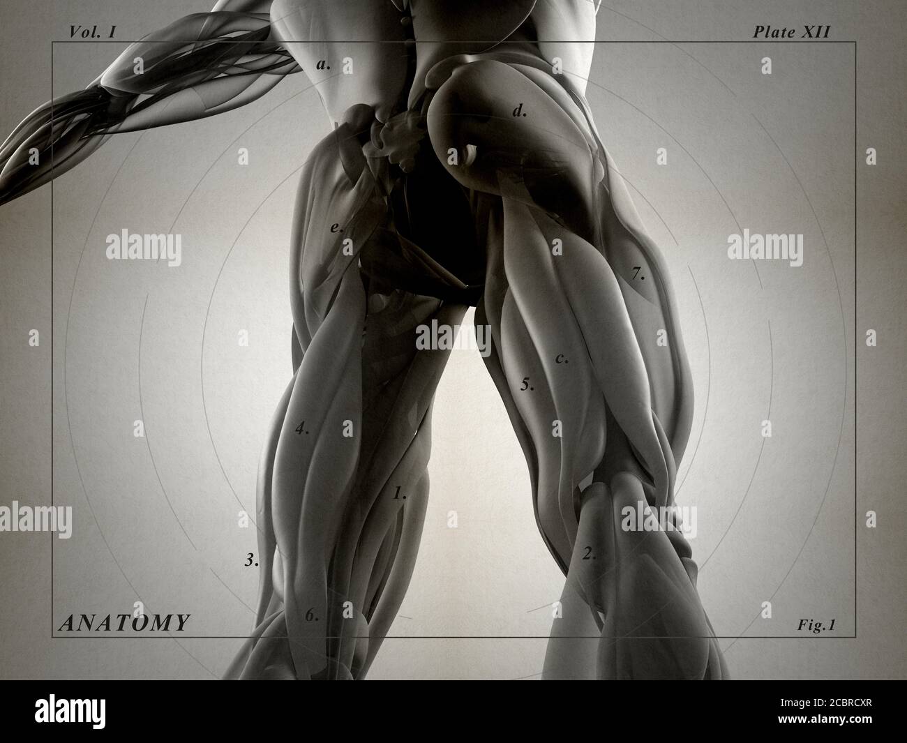 Hamstring muscle group, human anatomy muscle system. 3d illustration ...