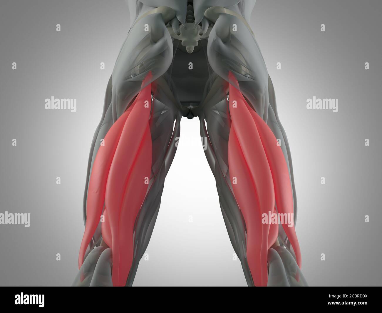 Muscle group diagram hi-res stock photography and images - Alamy