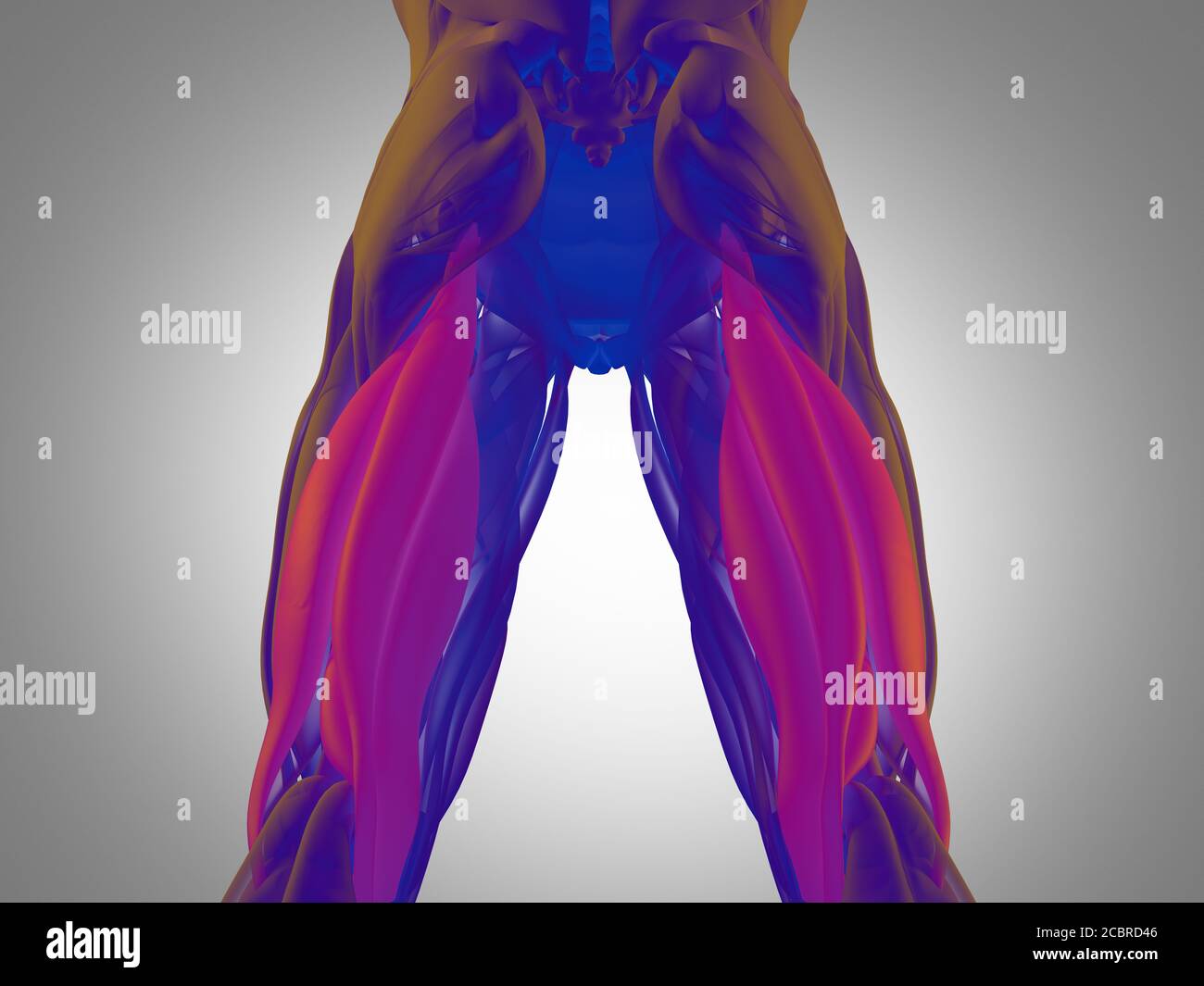 Hamstring muscle group, human anatomy muscle system. 3d illustration ...