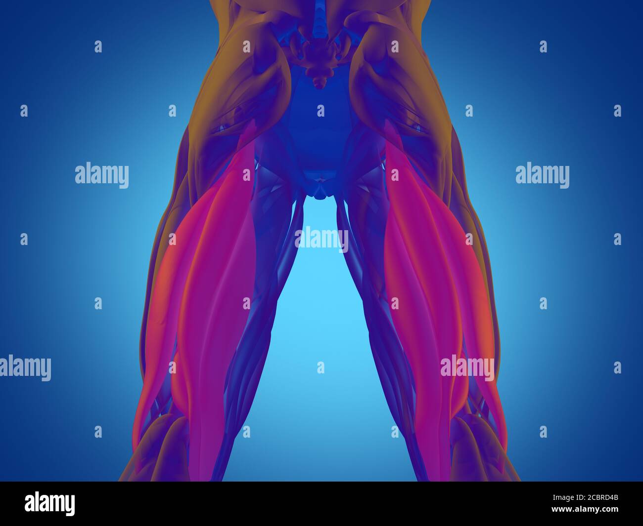 Hamstring muscle group, human anatomy muscle system. 3d illustration ...