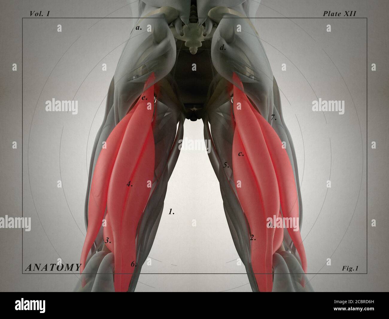Hamstring muscle group, human anatomy muscle system. 3d illustration ...