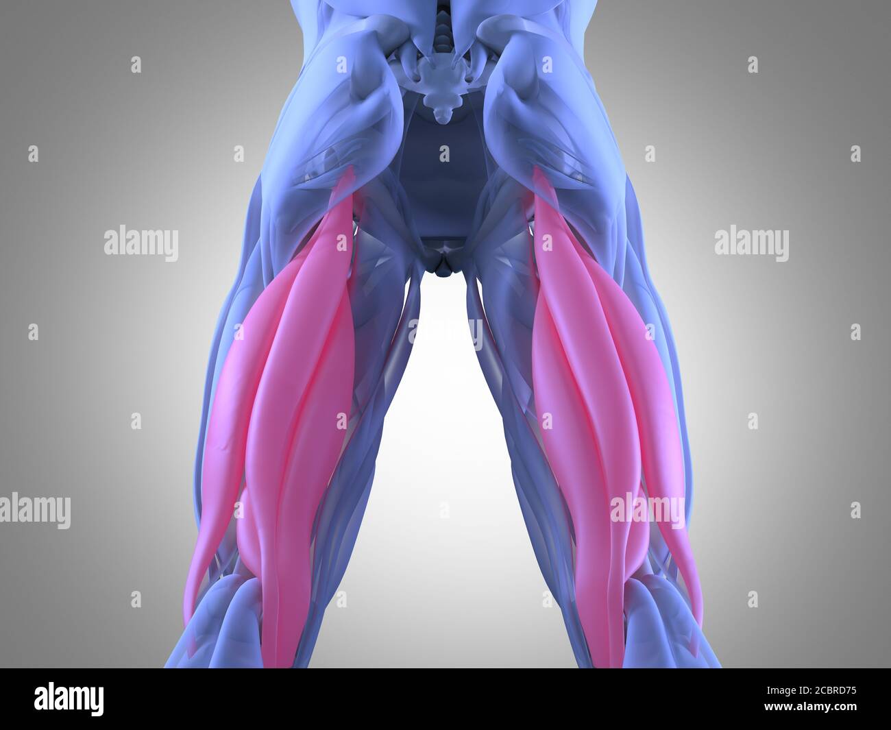 Hamstring muscle group, human anatomy muscle system. 3d illustration ...
