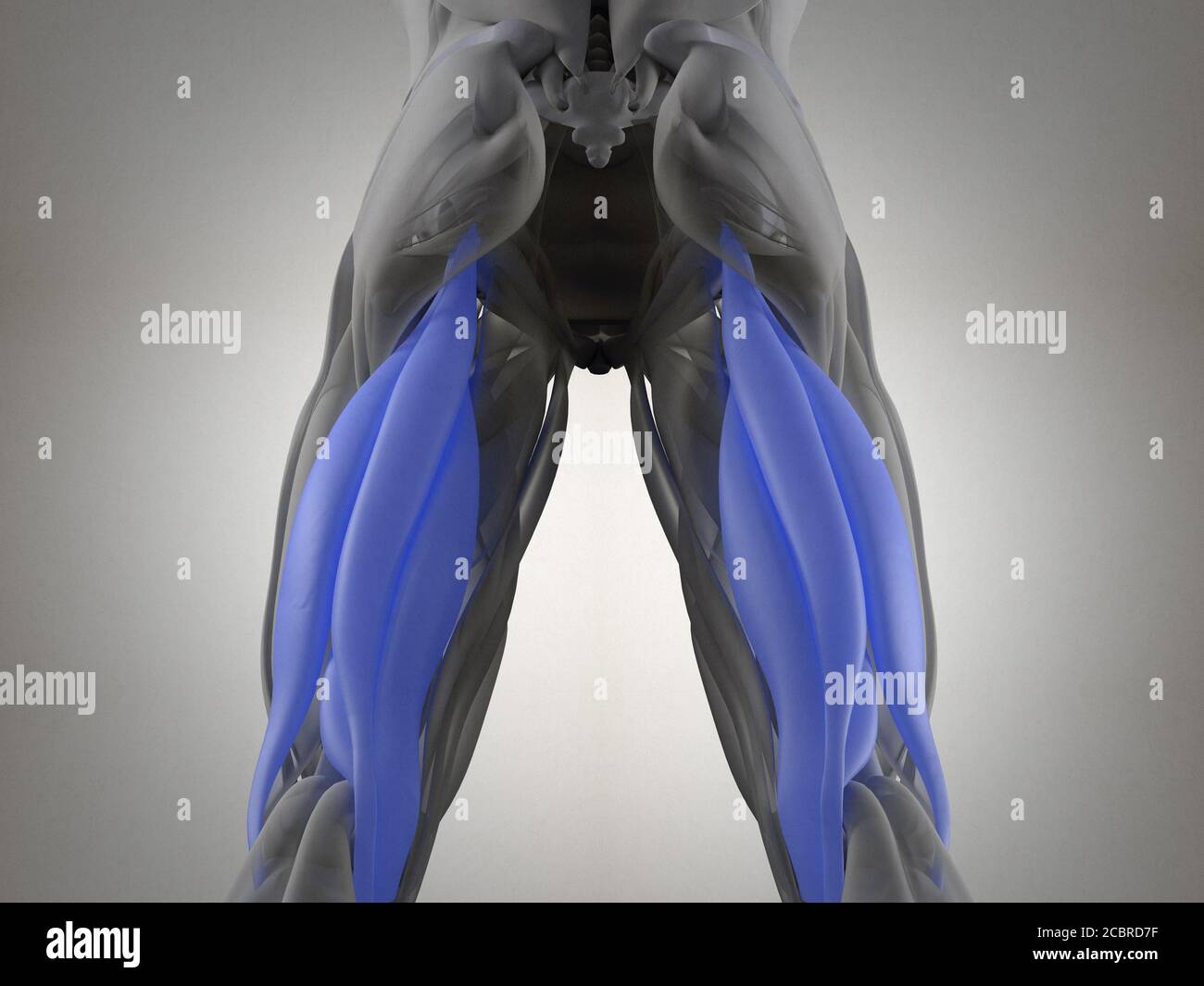 Hamstring muscle group, human anatomy muscle system. 3d illustration ...