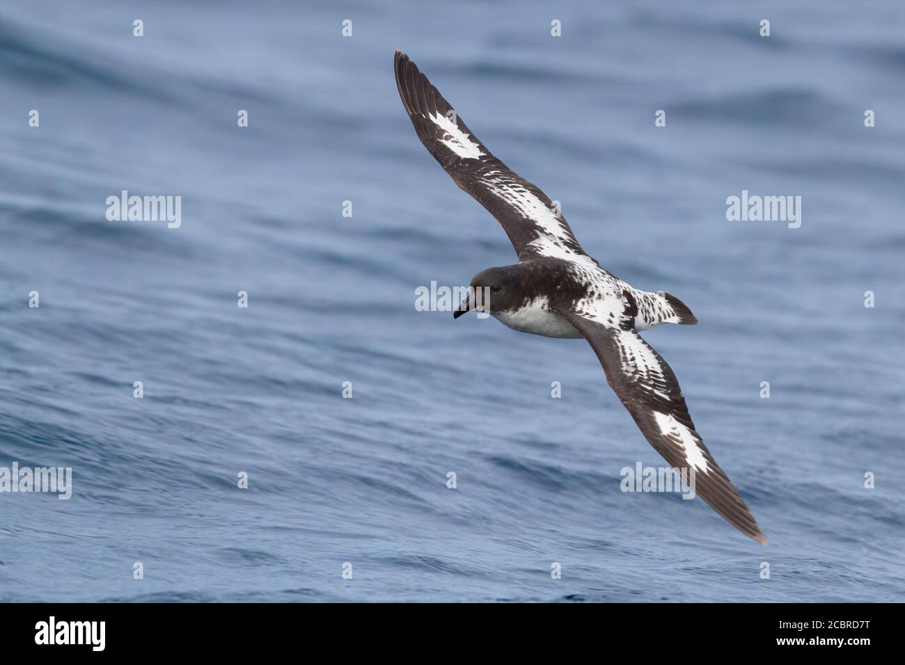 Cape Petrel (Daption capense), individual in flight over the sea ...