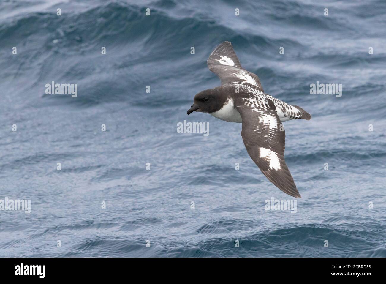 Cape petrel hi-res stock photography and images - Alamy