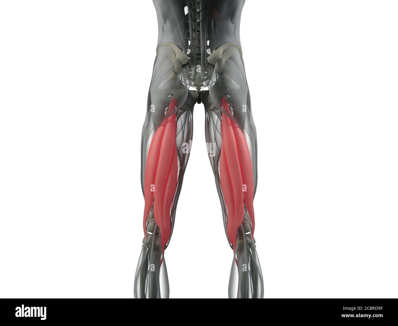 Hamstring muscle group, human anatomy muscle system. 3d illustration ...