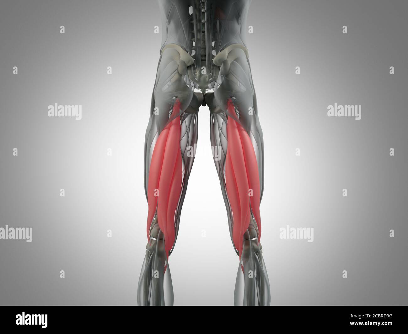 Hamstring muscle group, human anatomy muscle system. 3d illustration ...