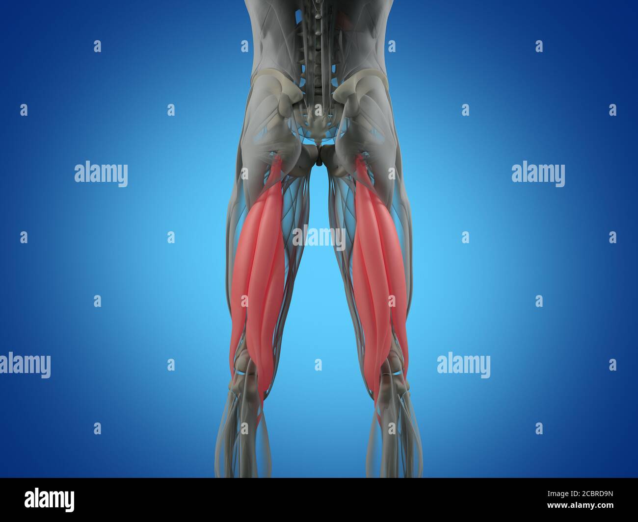 Hamstring muscle group, human anatomy muscle system. 3d illustration ...