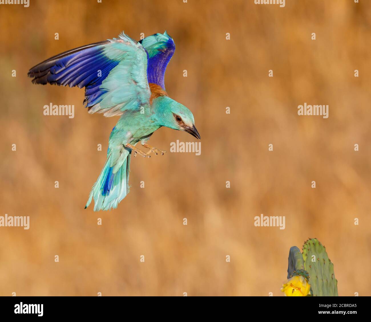 European roller in flight hi-res stock photography and images - Alamy