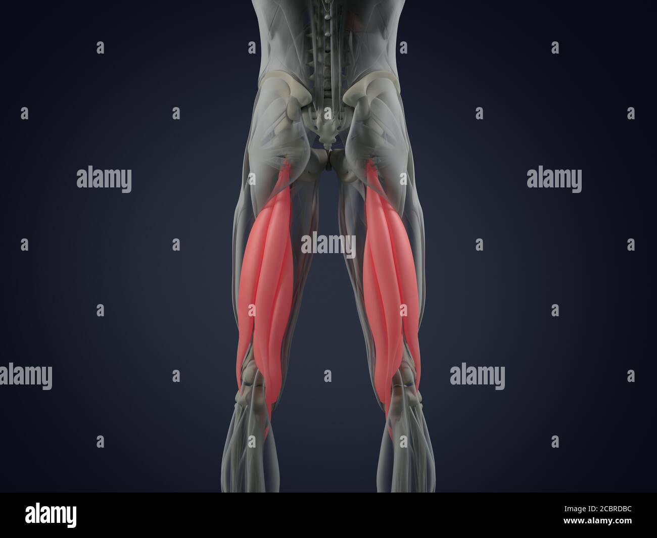 Hamstring muscle group, human anatomy muscle system. 3d illustration ...