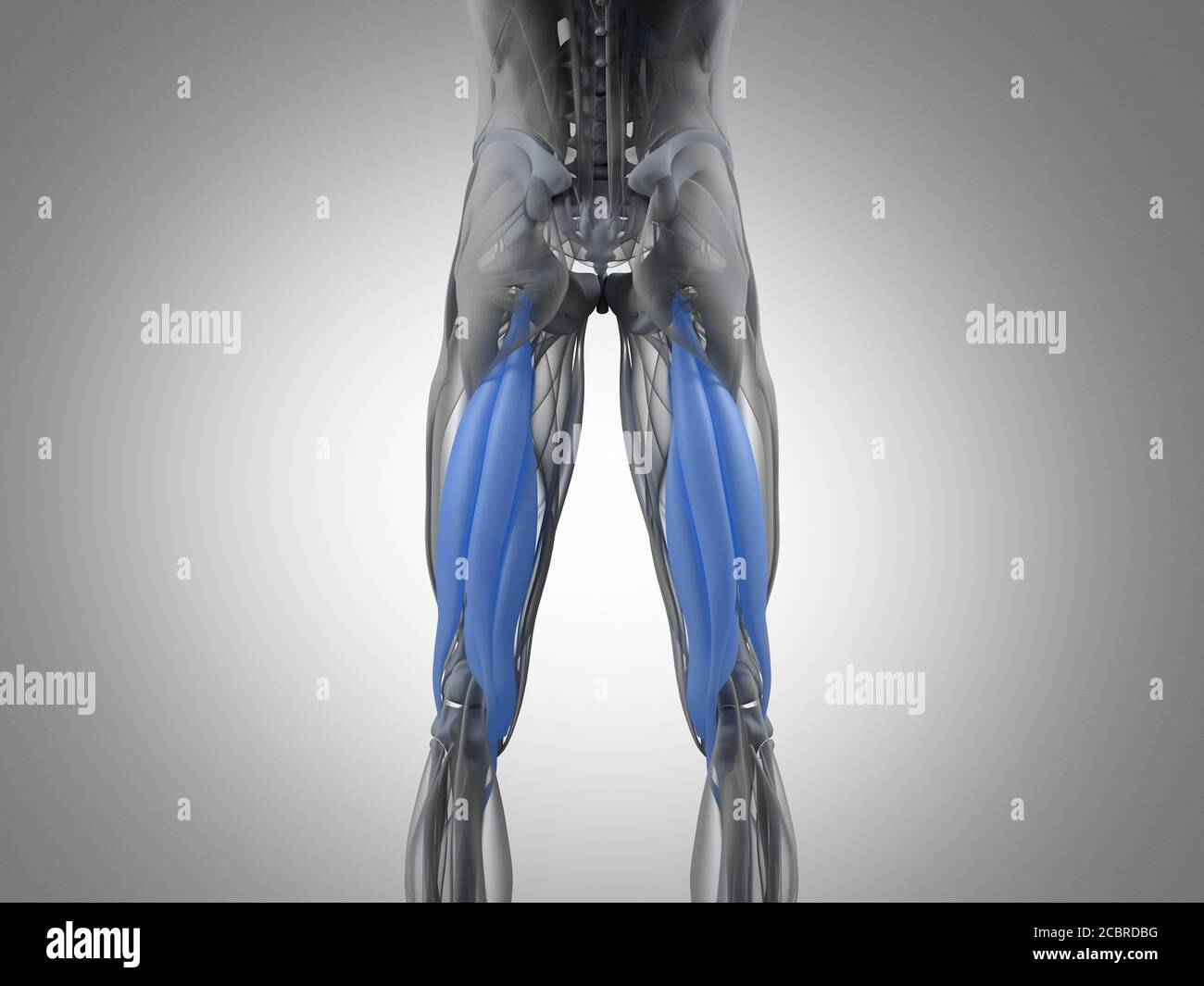 Hamstring muscle group, human anatomy muscle system. 3d illustration ...