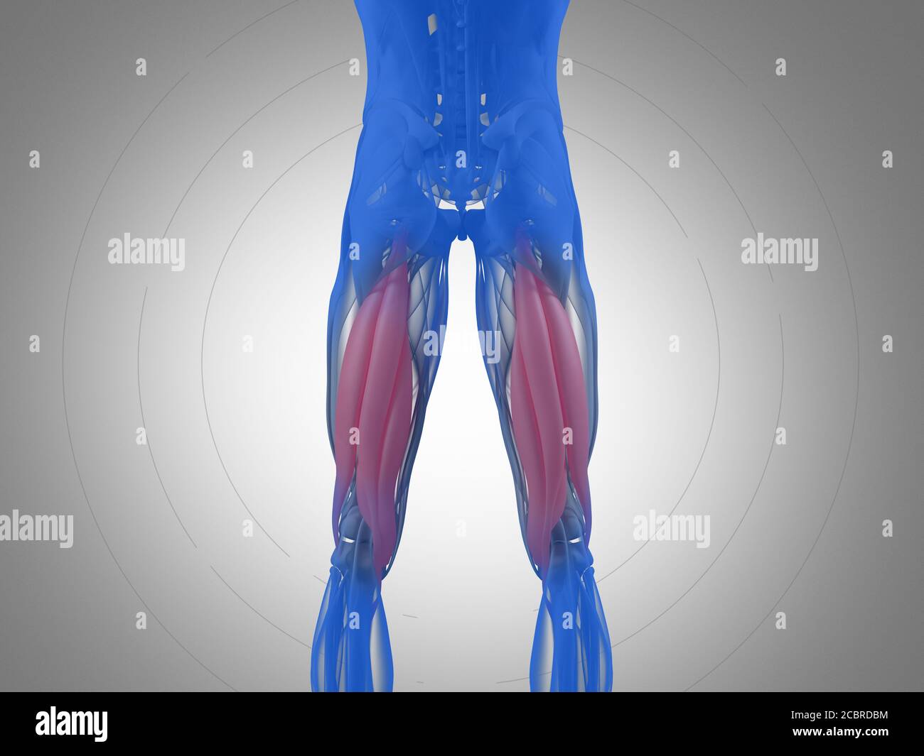 Hamstring muscle group, human anatomy muscle system. 3d illustration ...