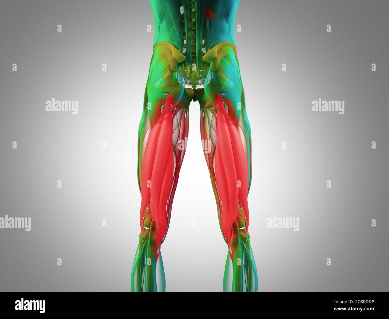 Hamstring muscle group, human anatomy muscle system. 3d illustration ...