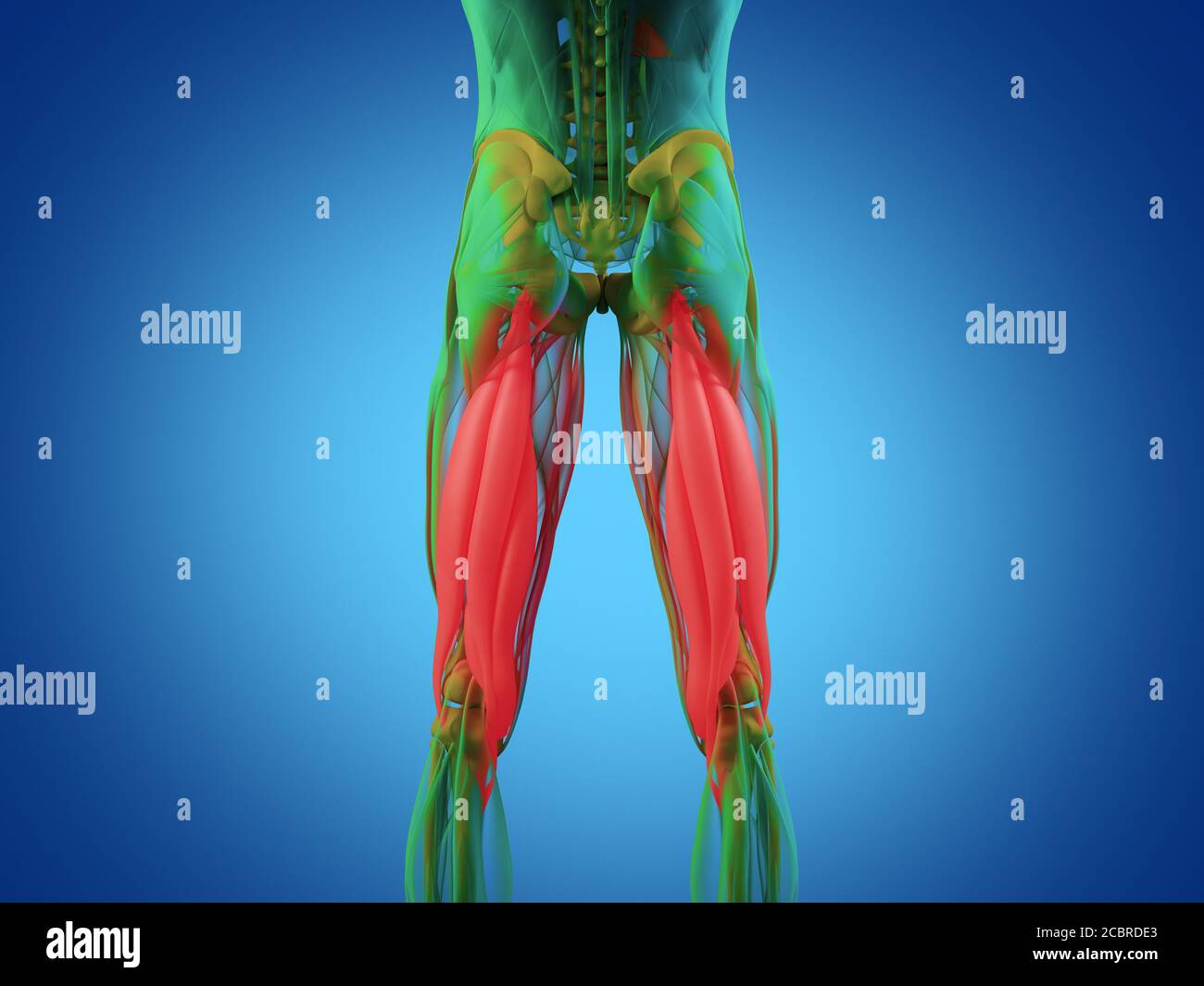 Hamstring muscle group, human anatomy muscle system. 3d illustration ...