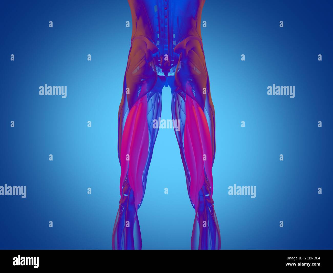 Hamstring muscle group, human anatomy muscle system. 3d illustration ...