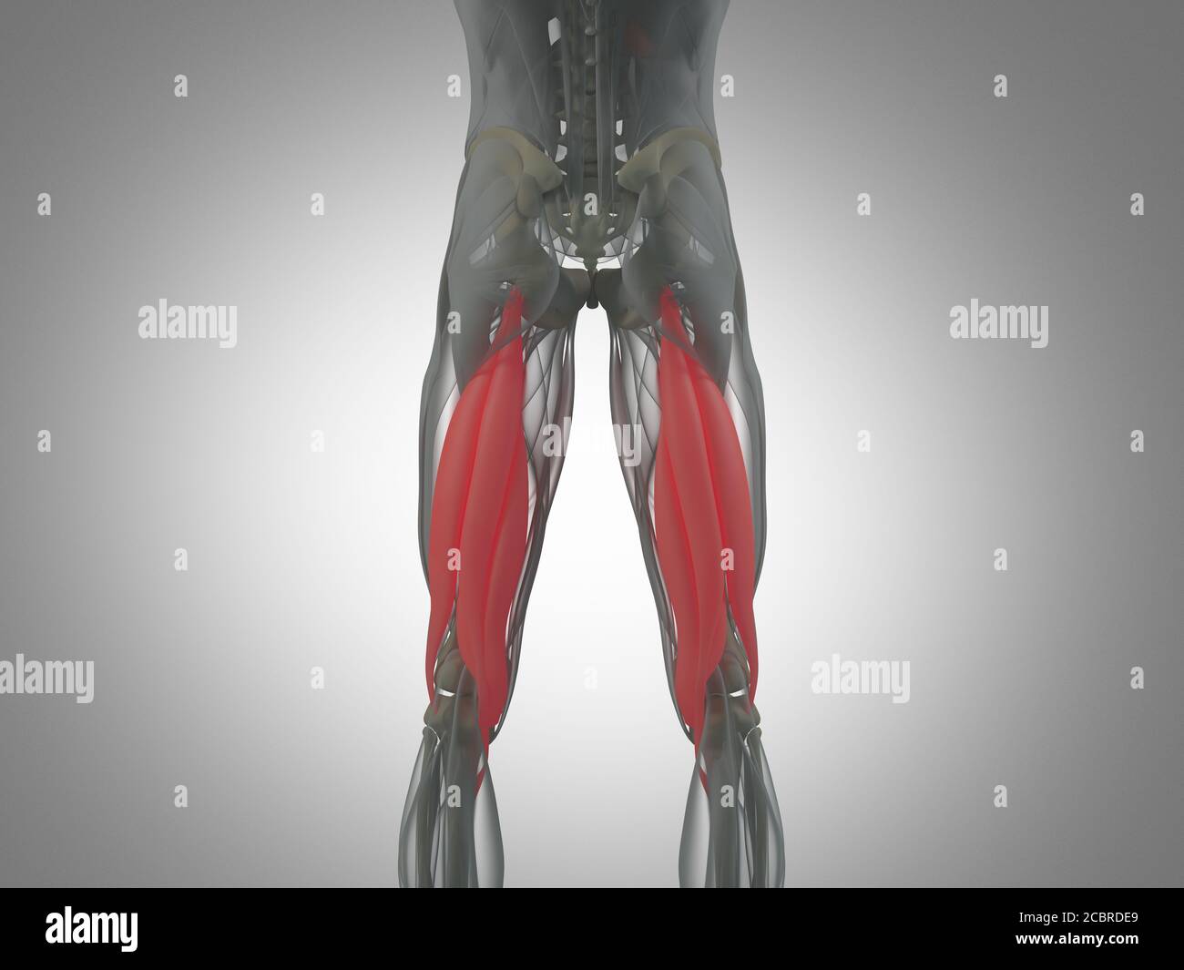 Hamstring muscle group, human anatomy muscle system. 3d illustration ...