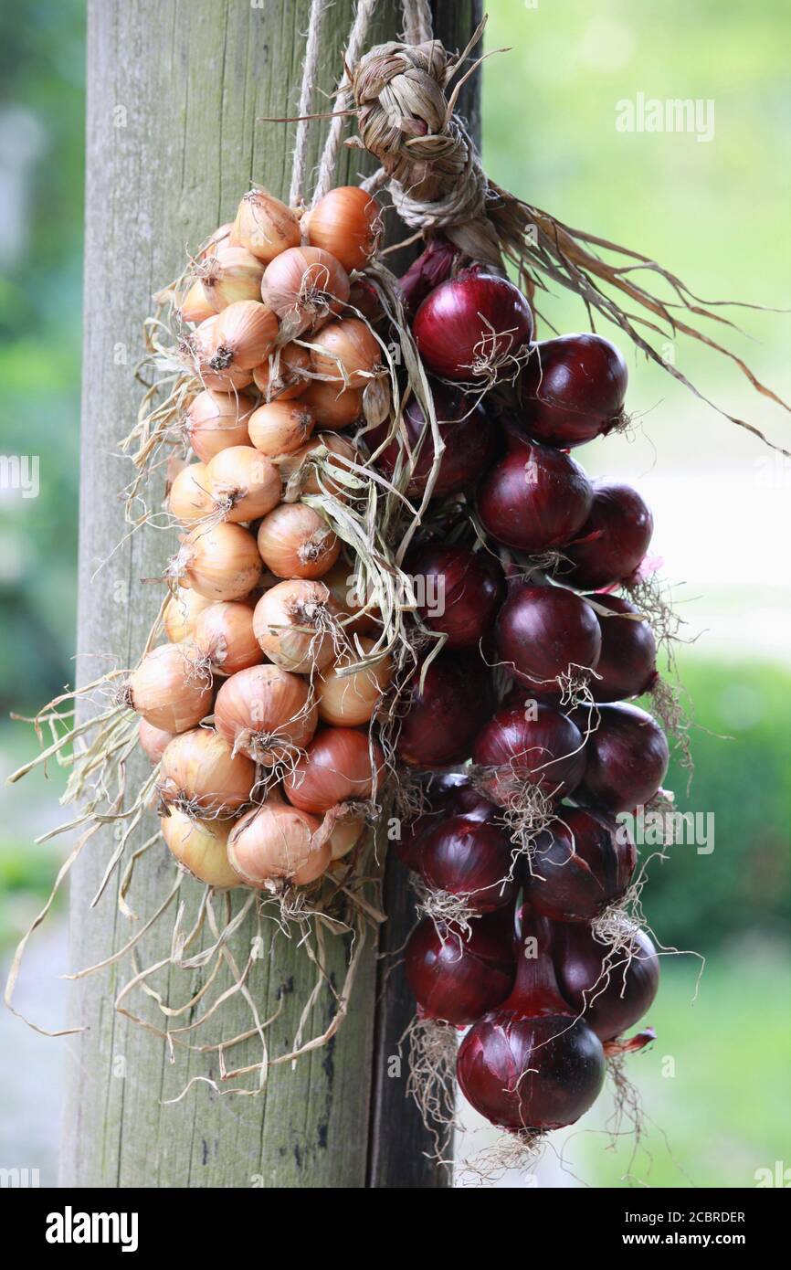 Only onions hi-res stock photography and images - Alamy