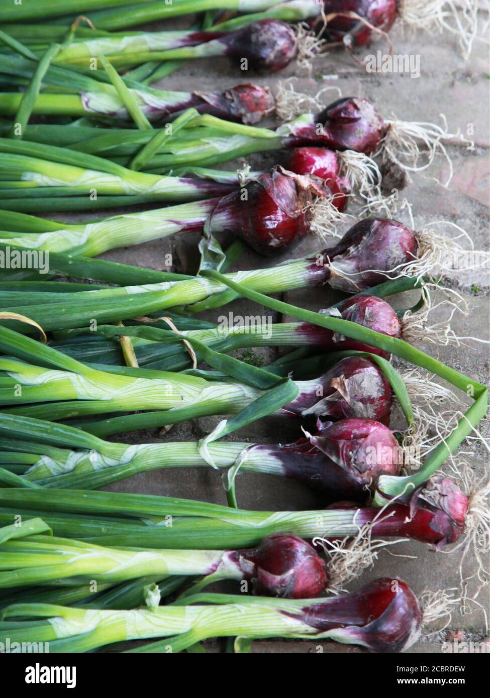 Only onions hi-res stock photography and images - Alamy