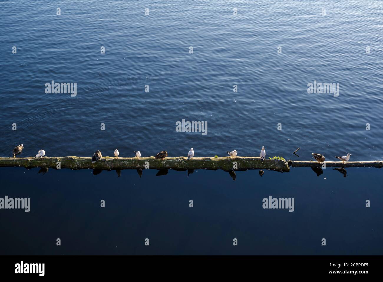 Body of water is divided and separated by dam. Contrast between calm ...