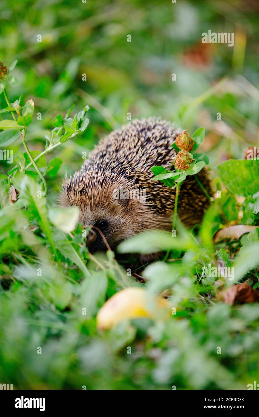 Young European hedgehog (Erinaceus europaeus) UK & IRISH RIGHT ONLY ...