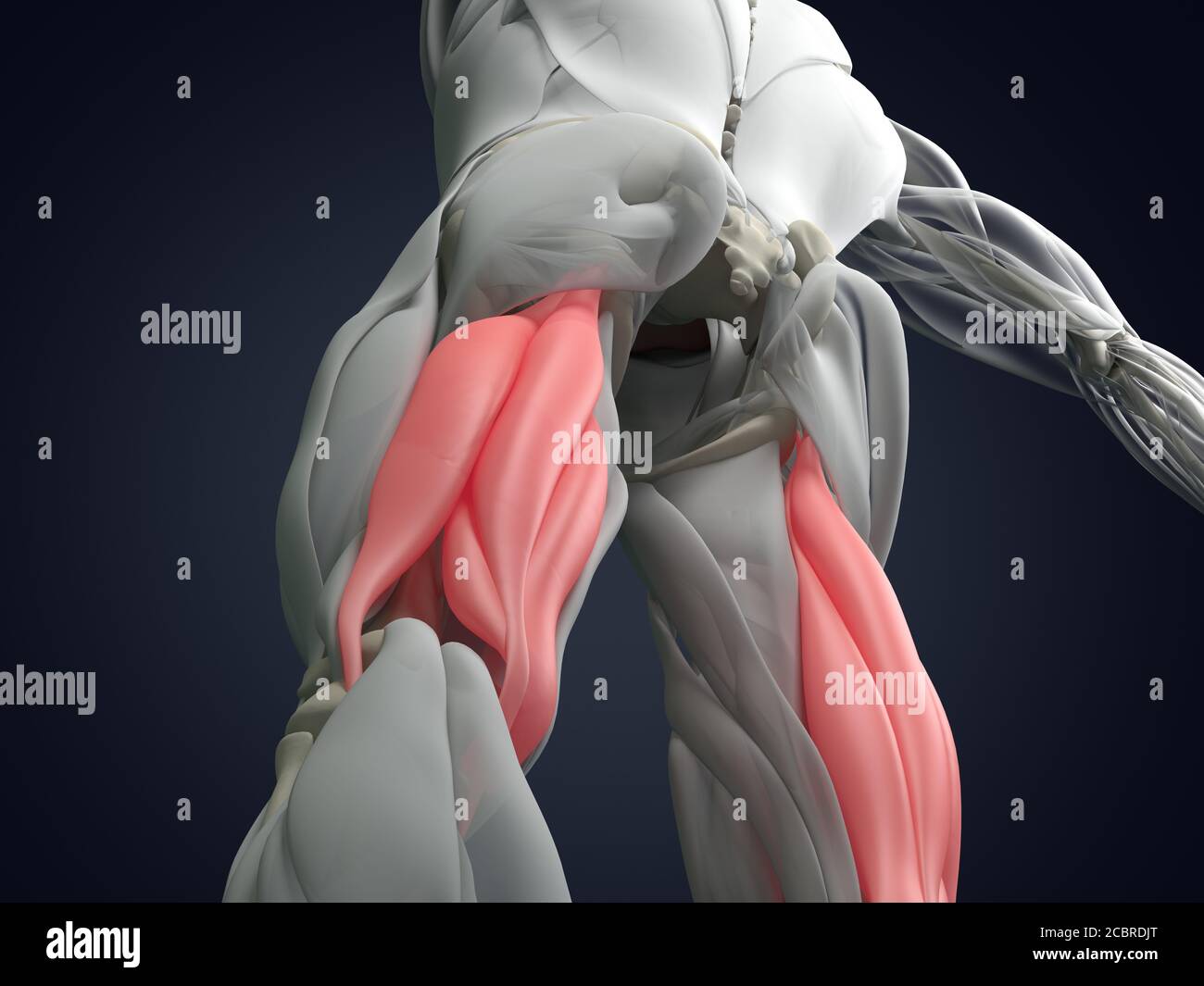 Hamstring muscle group, human anatomy muscle system. 3d illustration ...