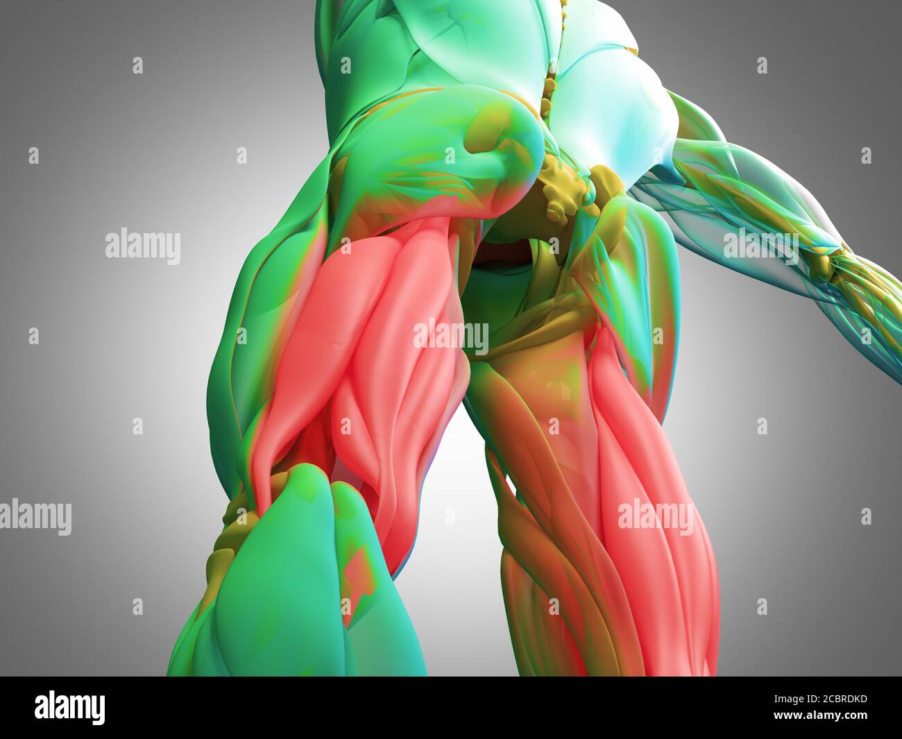 Hamstring Muscle High Resolution Stock Photography and Images - Alamy
