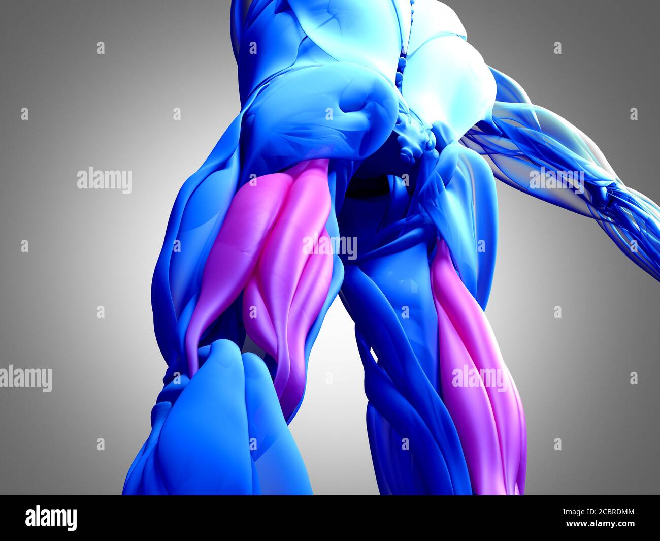 Muscle group diagram hi-res stock photography and images - Alamy
