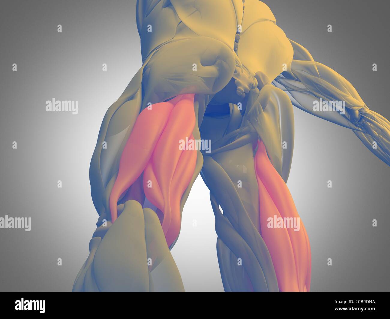 Hamstring muscle group, human anatomy muscle system. 3d illustration ...