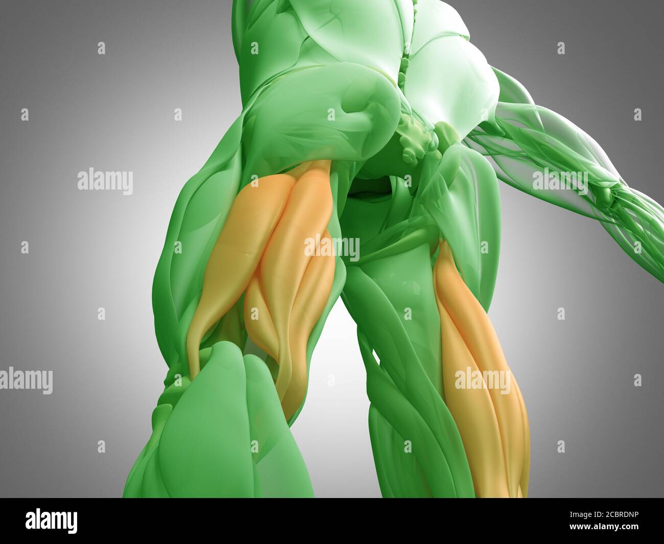 Hamstring muscle group, human anatomy muscle system. 3d illustration ...