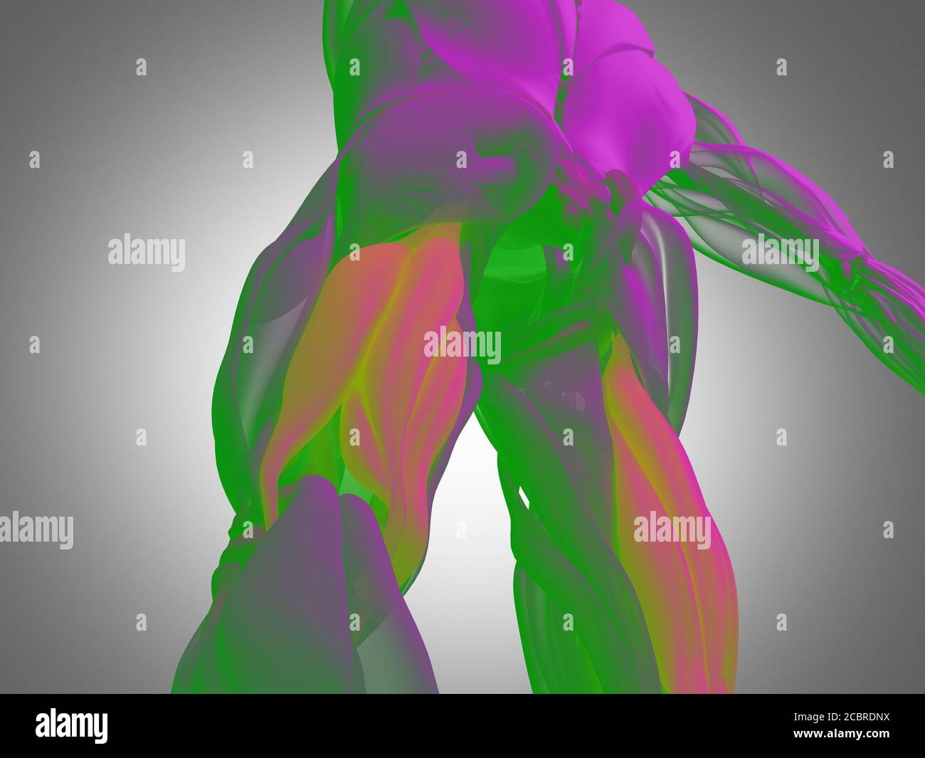 Hamstring muscle group, human anatomy muscle system. 3d illustration ...