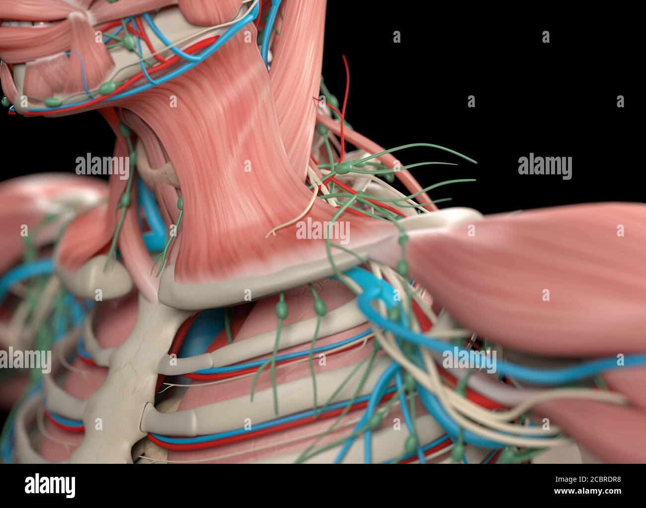 Anatomy illustration of human vascular and muscular systems. 3D ...