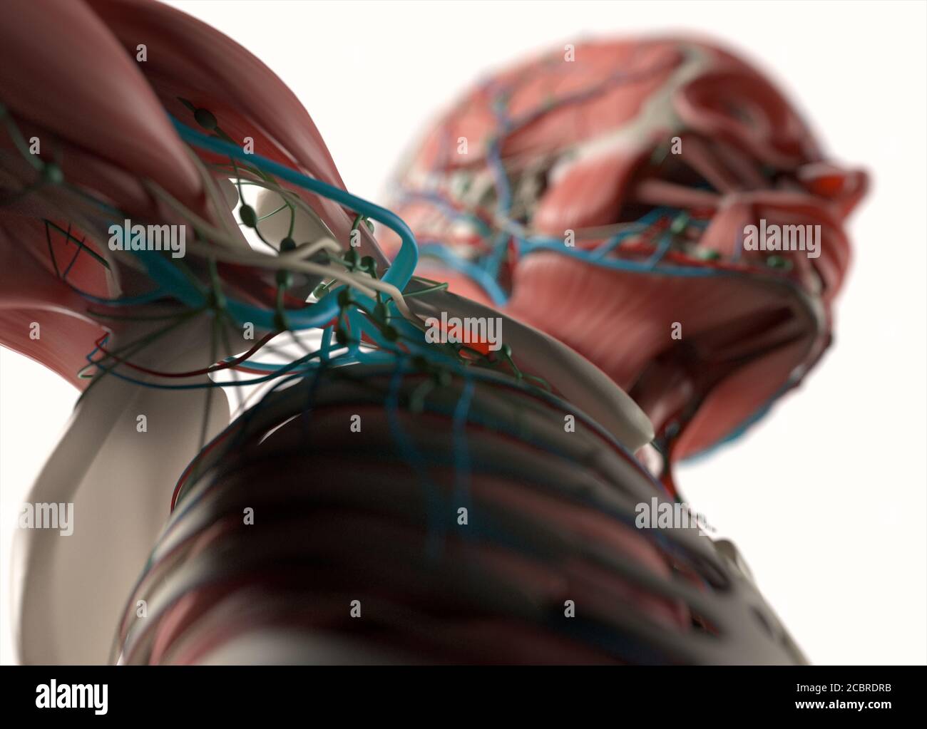Anatomy illustration of human vascular and muscular systems. 3D ...