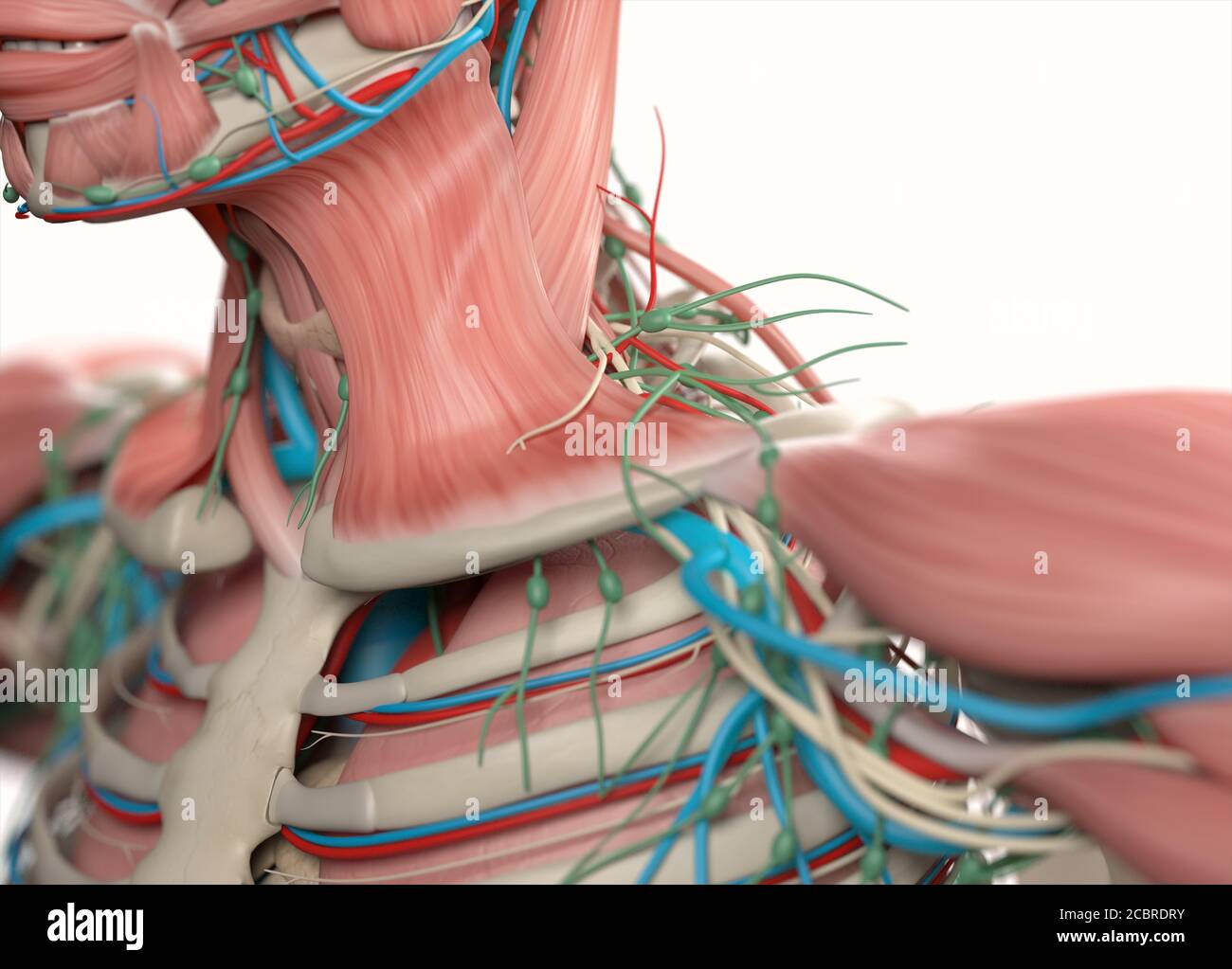 Anatomy illustration of human vascular and muscular systems. 3D ...