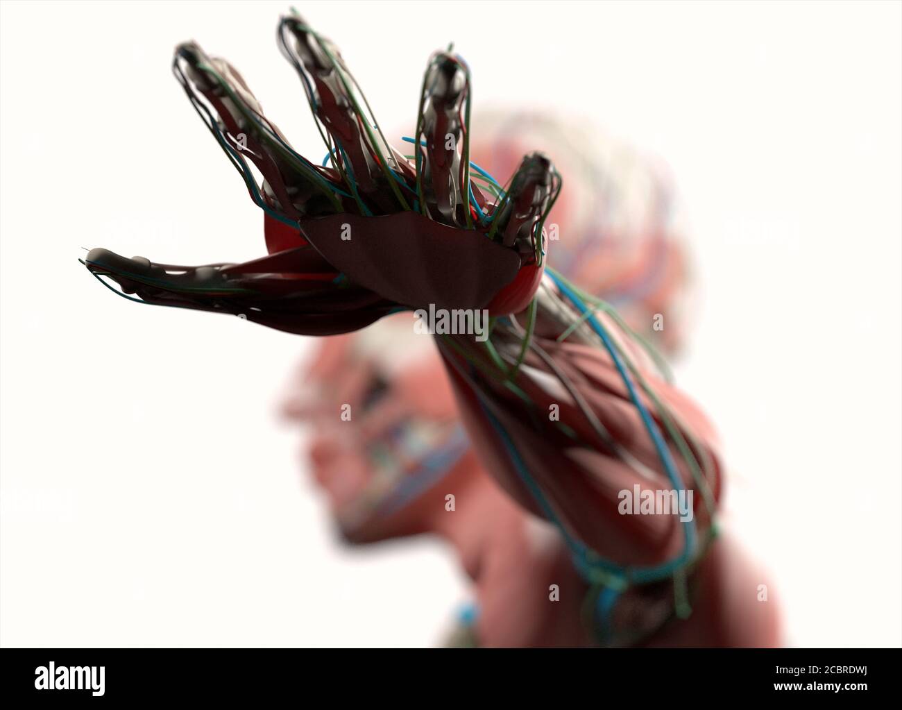 Anatomy illustration of human vascular and muscular systems. 3D ...