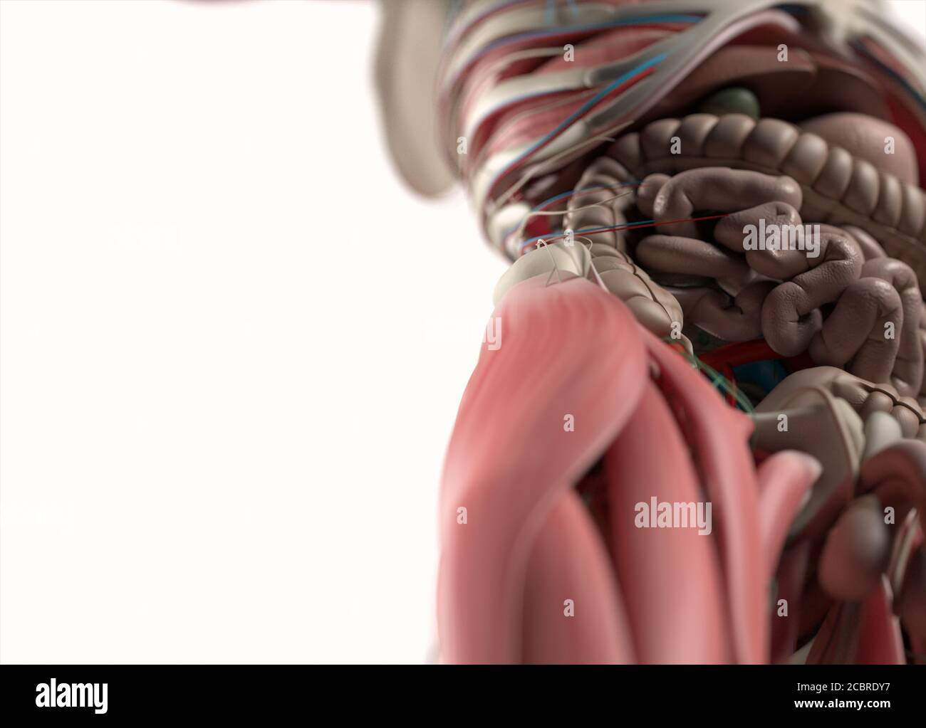 Anatomy illustration of human vascular and muscular systems. 3D ...