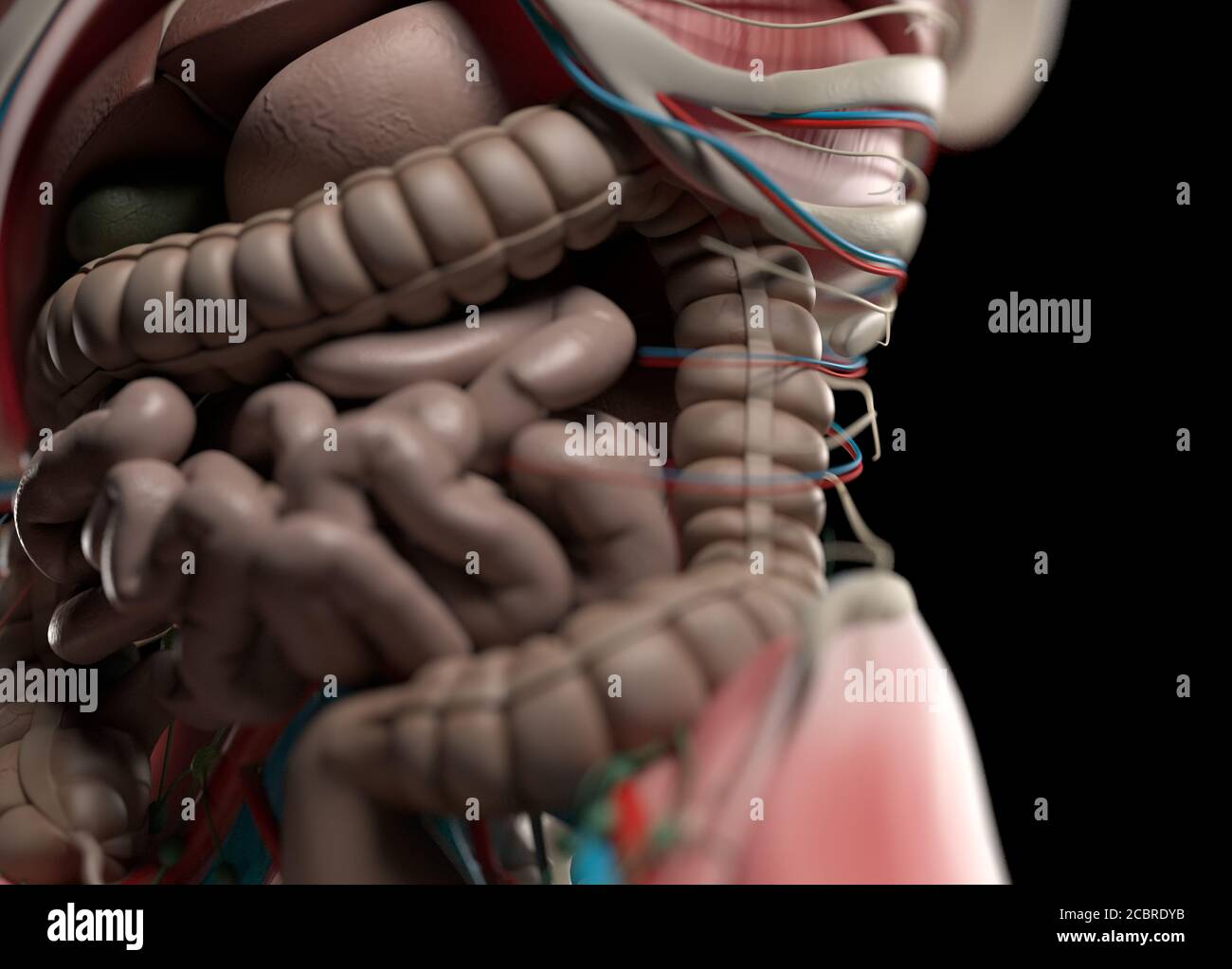 Anatomy illustration of human vascular and muscular systems. 3D ...