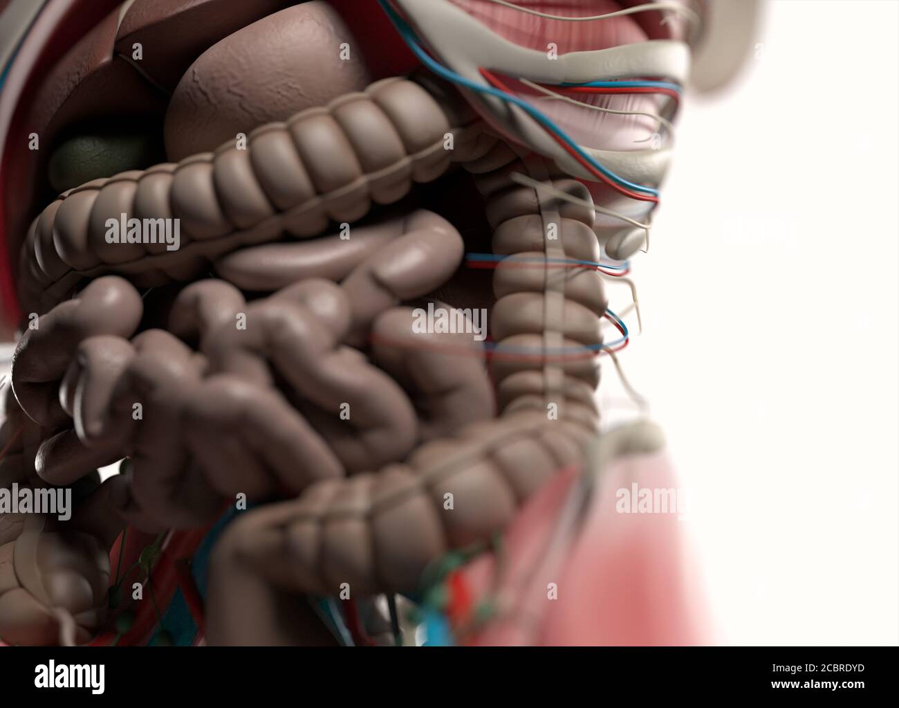 Lateral view of the human muscular system hi-res stock photography and ...