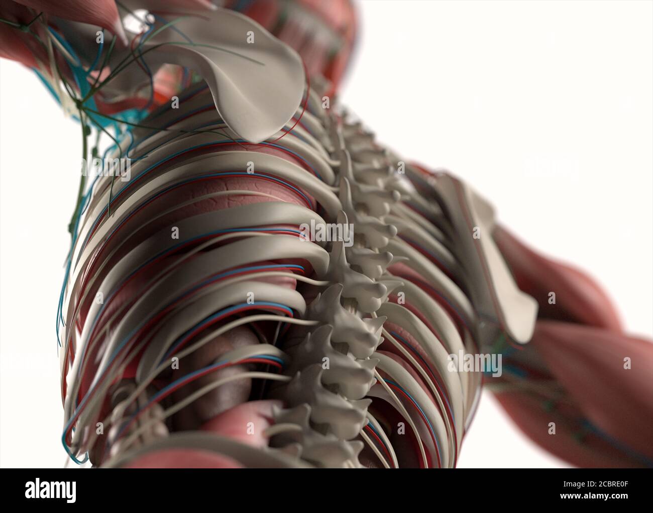 Anatomy illustration of human vascular and muscular systems. 3D ...