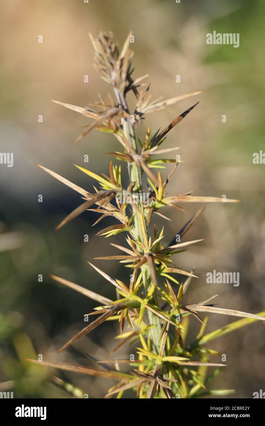 Prickly plant hi-res stock photography and images - Alamy