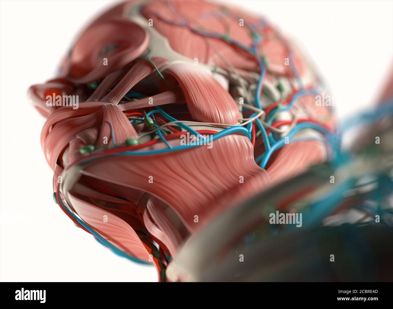 Anatomy illustration of human vascular and muscular systems. 3D ...