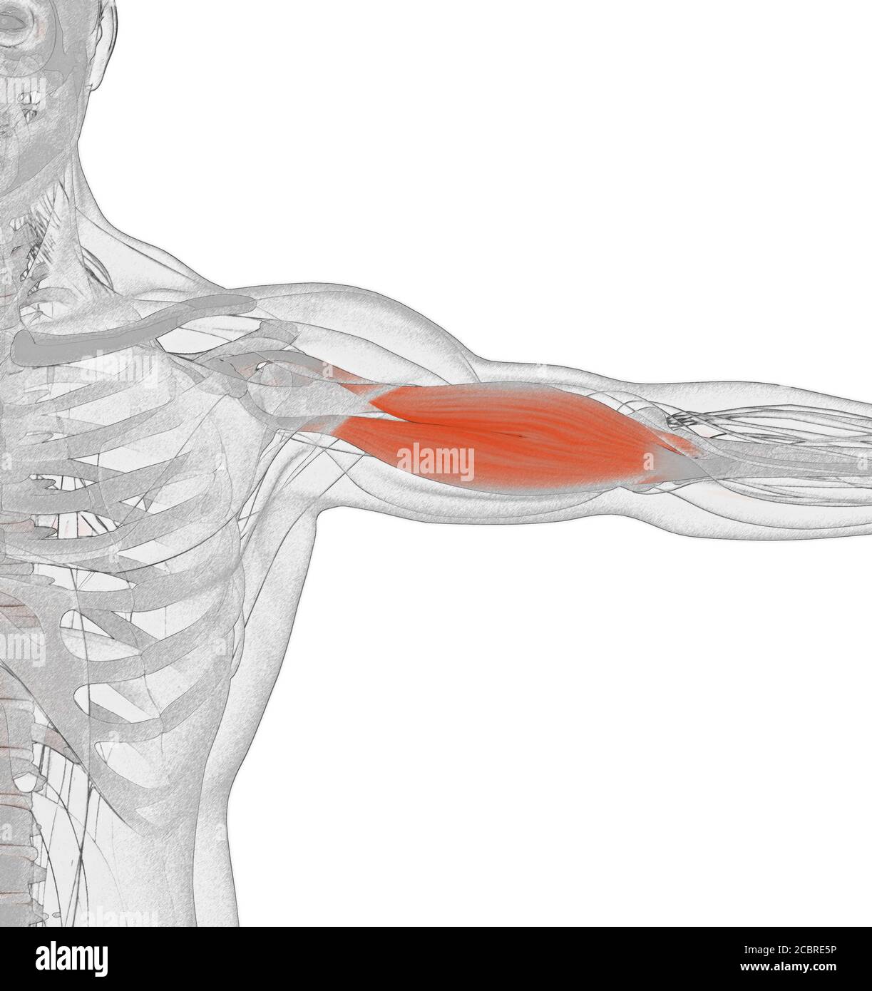 Medical muscle illustration of biceps. 3d illustration Stock Photo - Alamy