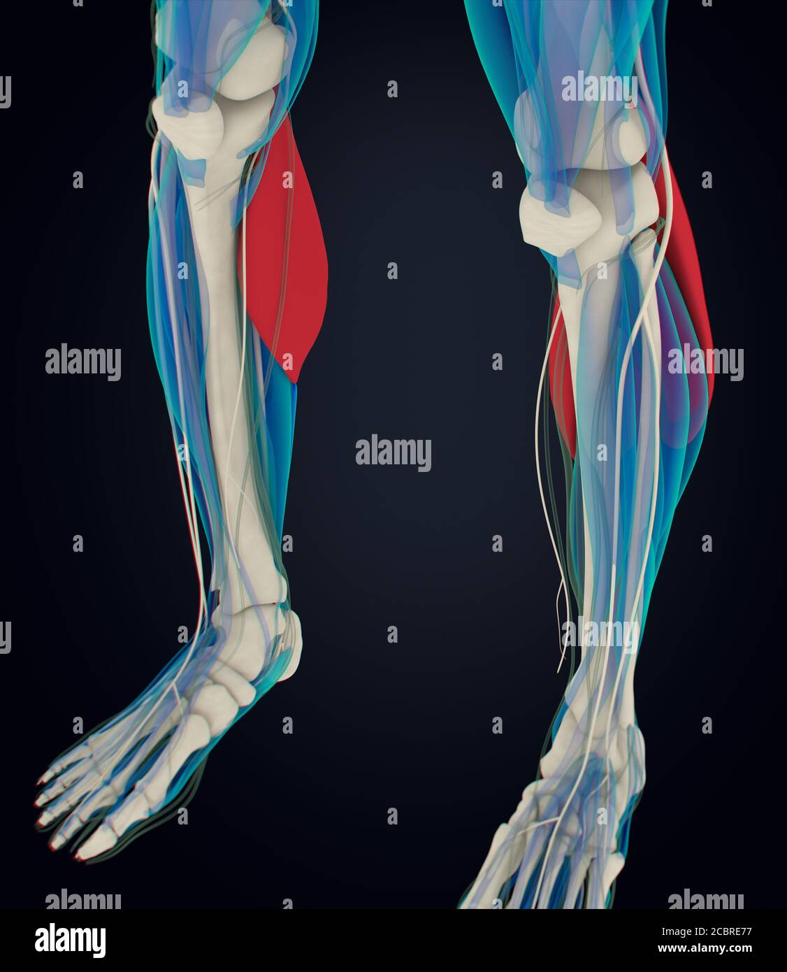 Anatomy illustration of Calf muscles, human anatomy, gastrocnemius. 3d ...
