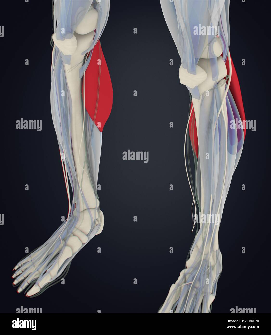 Anatomy illustration of Calf muscles, human anatomy, gastrocnemius. 3d ...