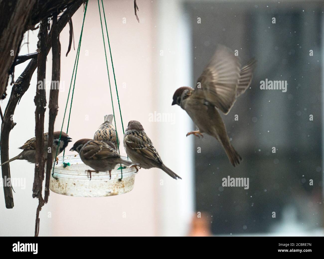 Birds in the city Stock Photo - Alamy