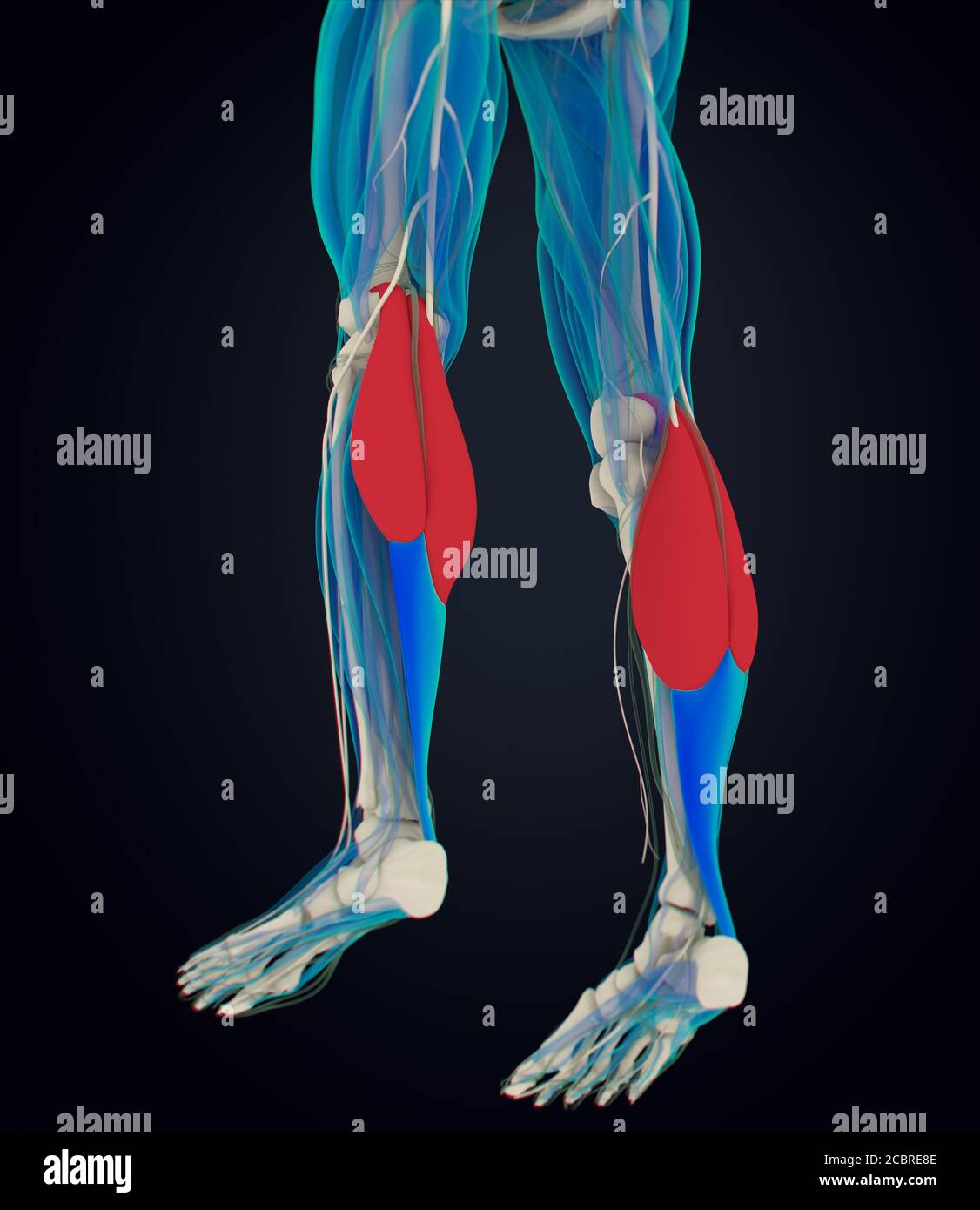 Anatomy illustration of Calf muscles, human anatomy, gastrocnemius. 3d ...